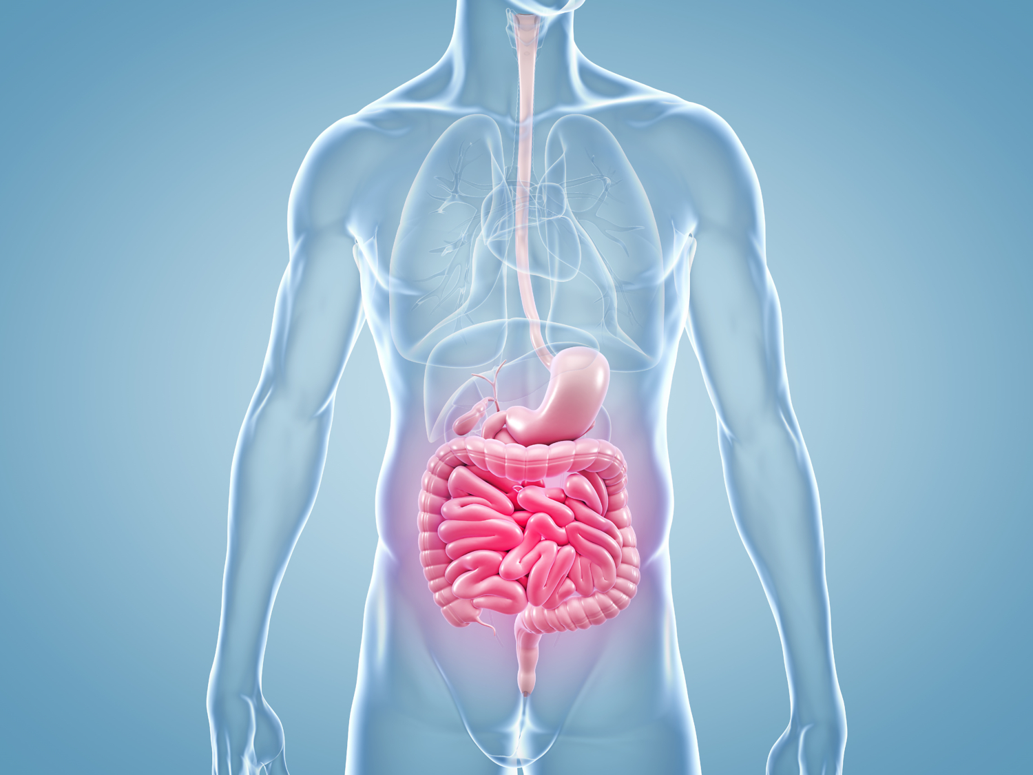 Soulagez le Syndrome de l'Intestin Irritable avec Foodbowel